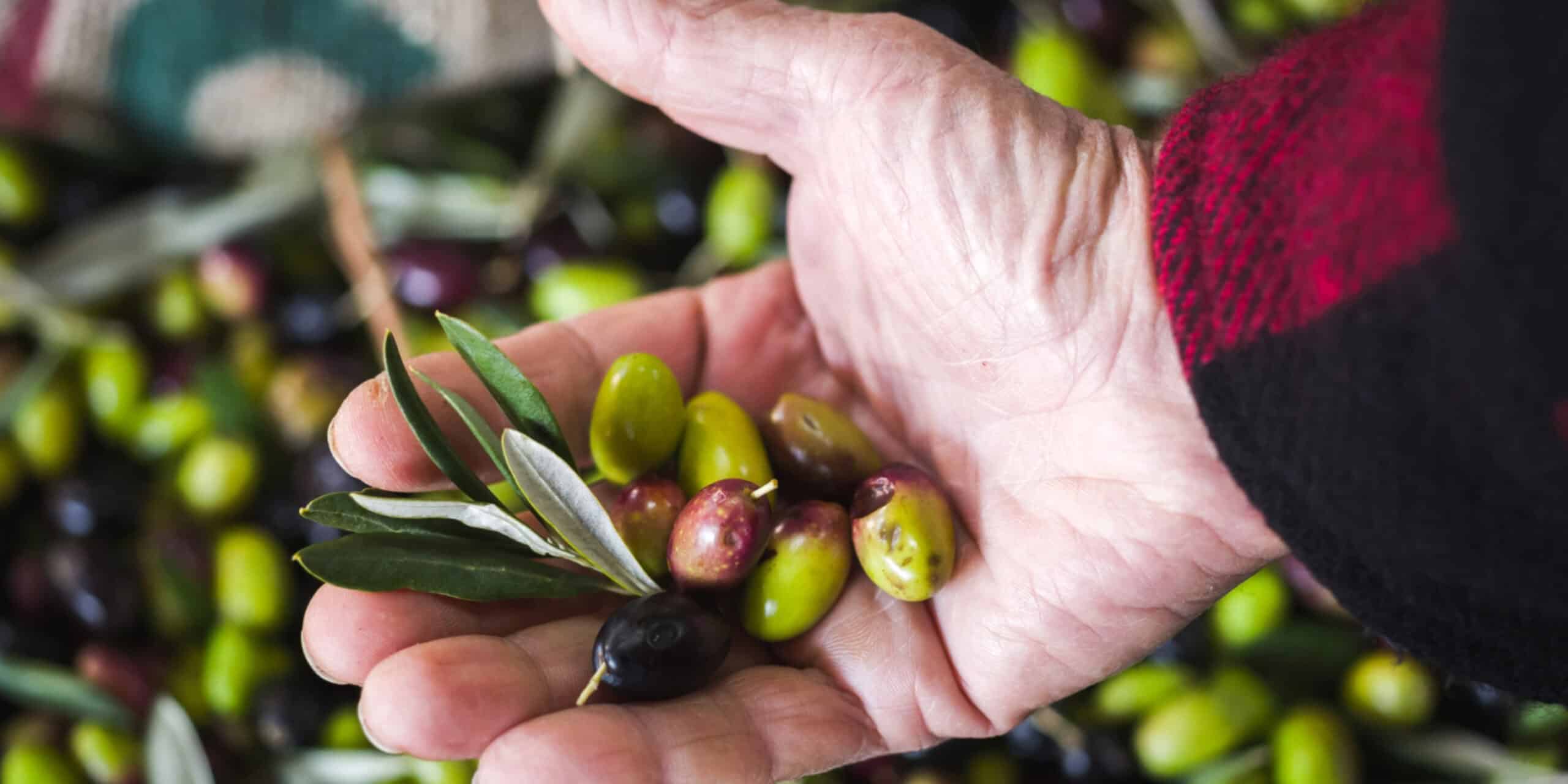 Olive Oil Tasting in Puglia: From Grove to Table - travelpuglia.com